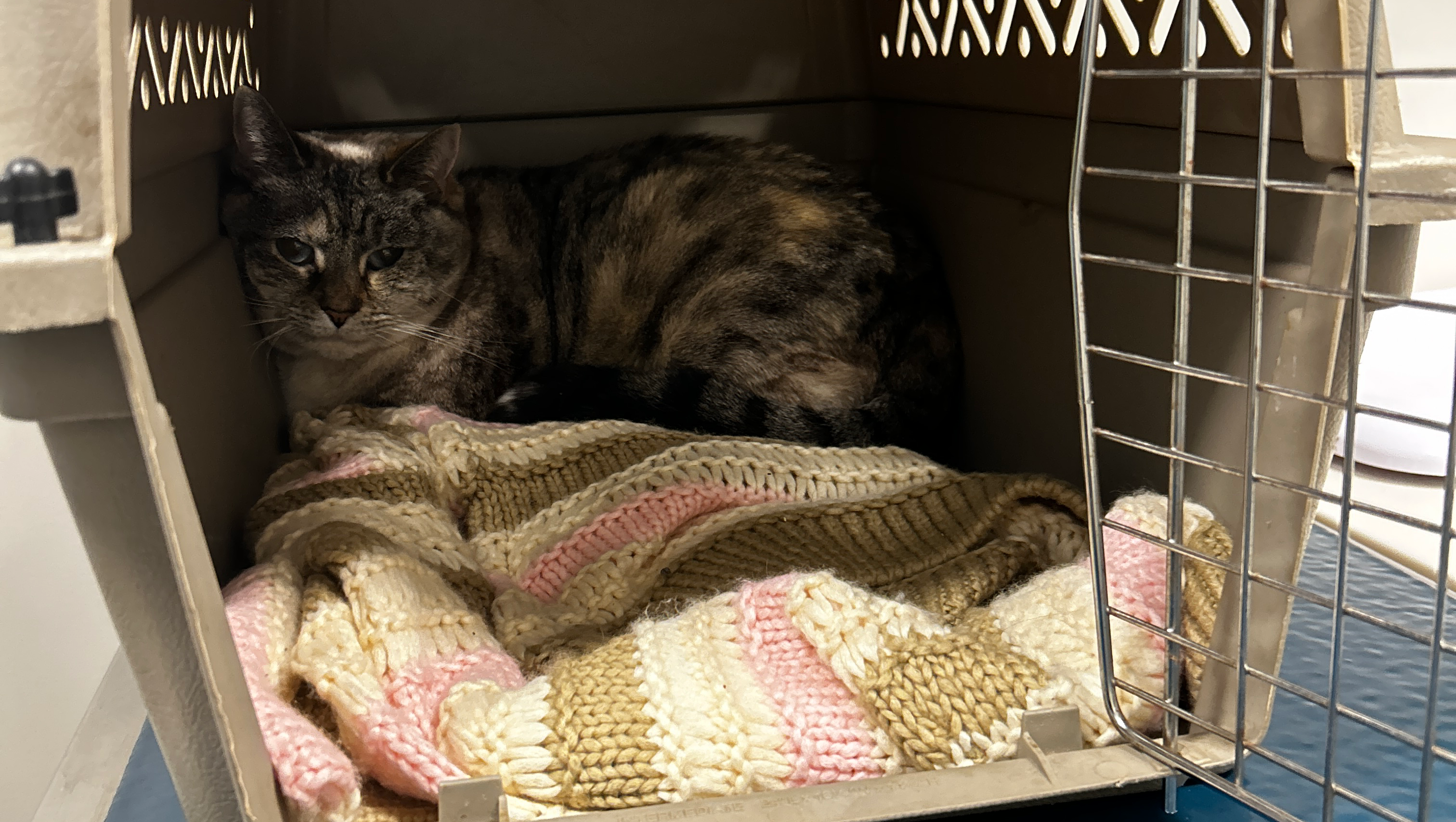 Fundraiser by Meghan Jewell : Support Meatball's Urgent Surgery Costs