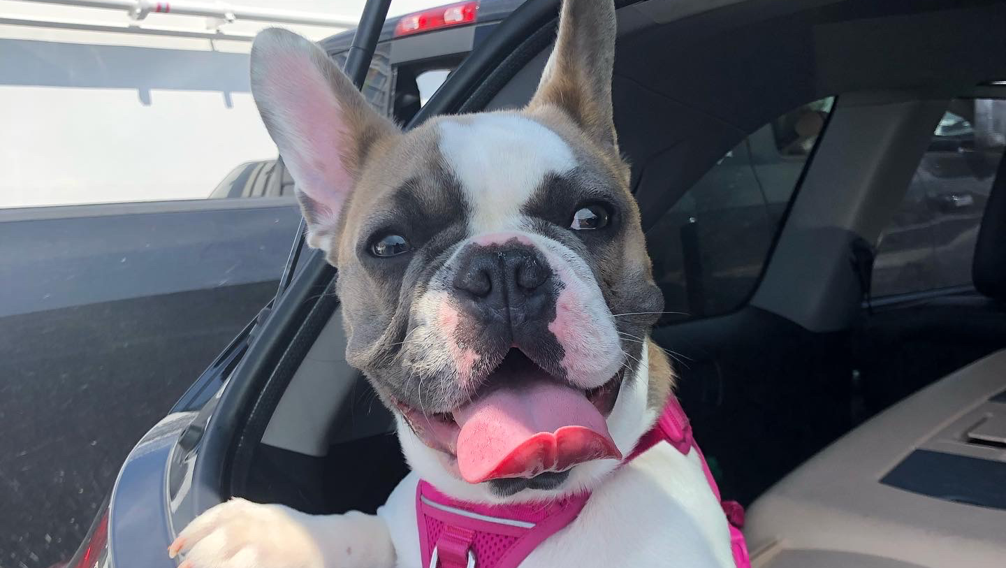 Fundraiser for Janet See by Noemi Klaudia : Help Miss Tila come home