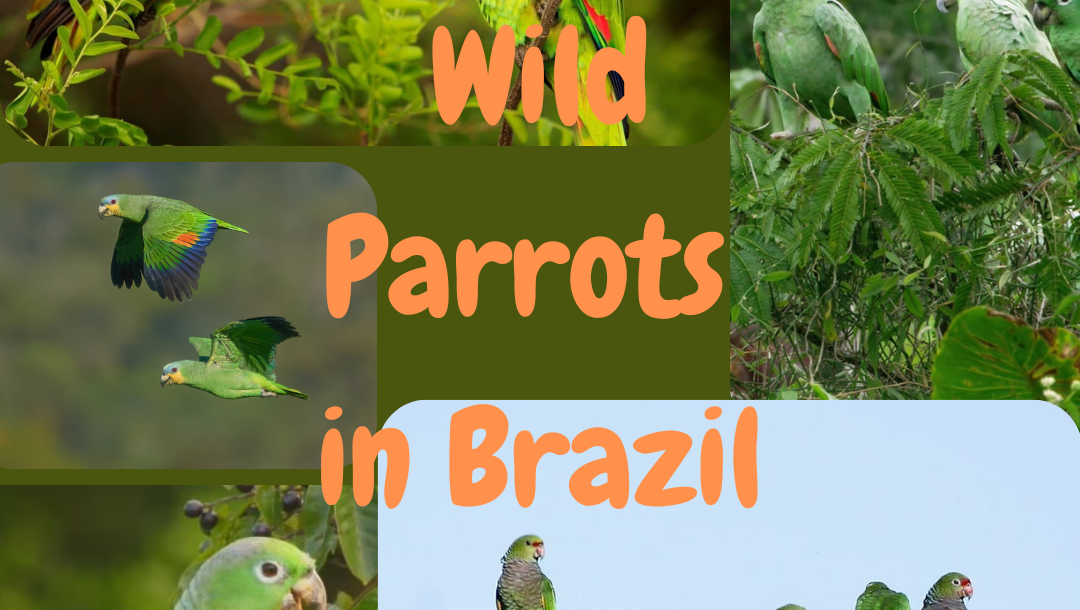Fundraiser by Reb Davis : Wild Parrots in Brazil