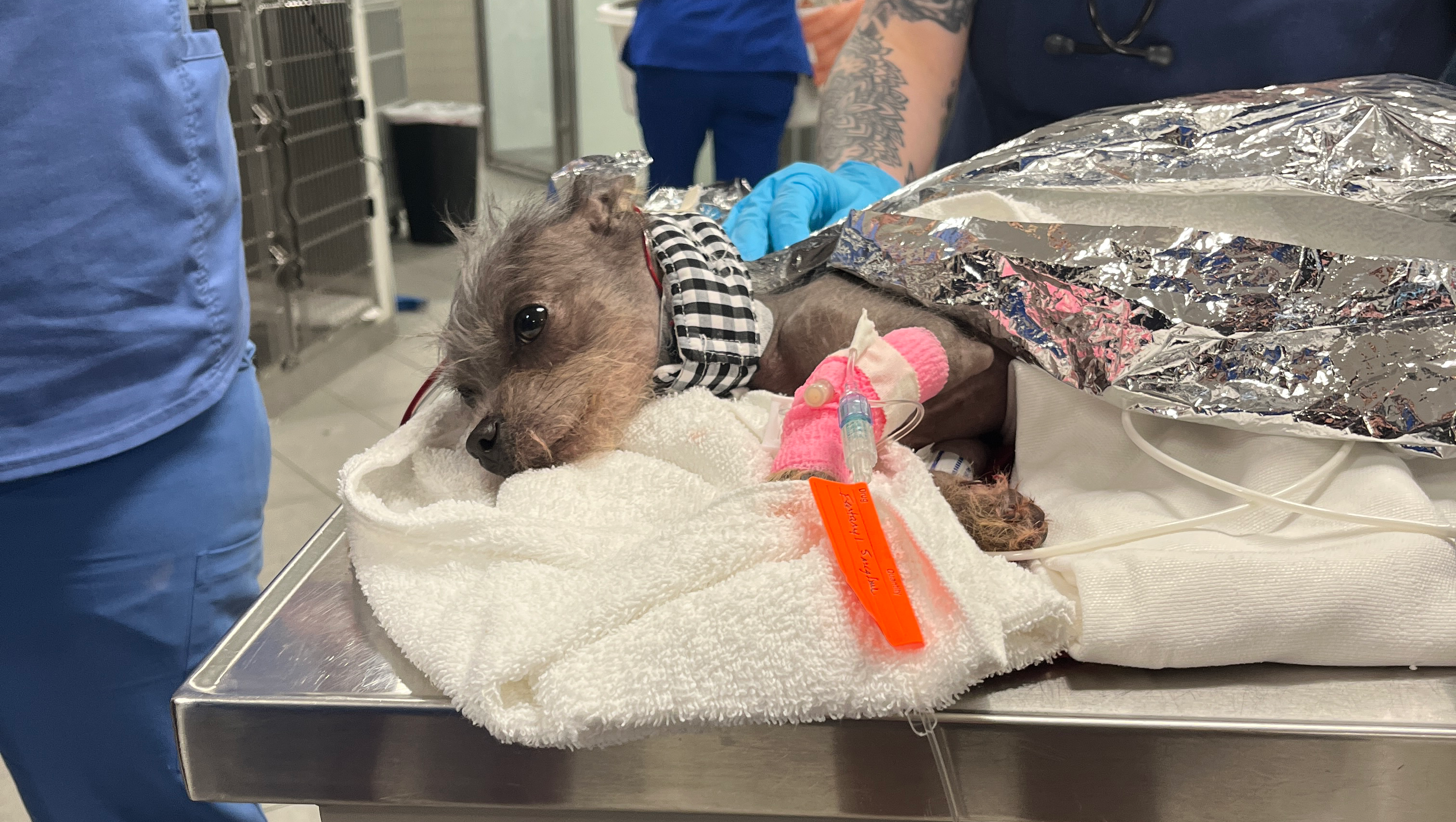 Fundraiser by Emily Wentworth : Support Ruby's Healing Journey