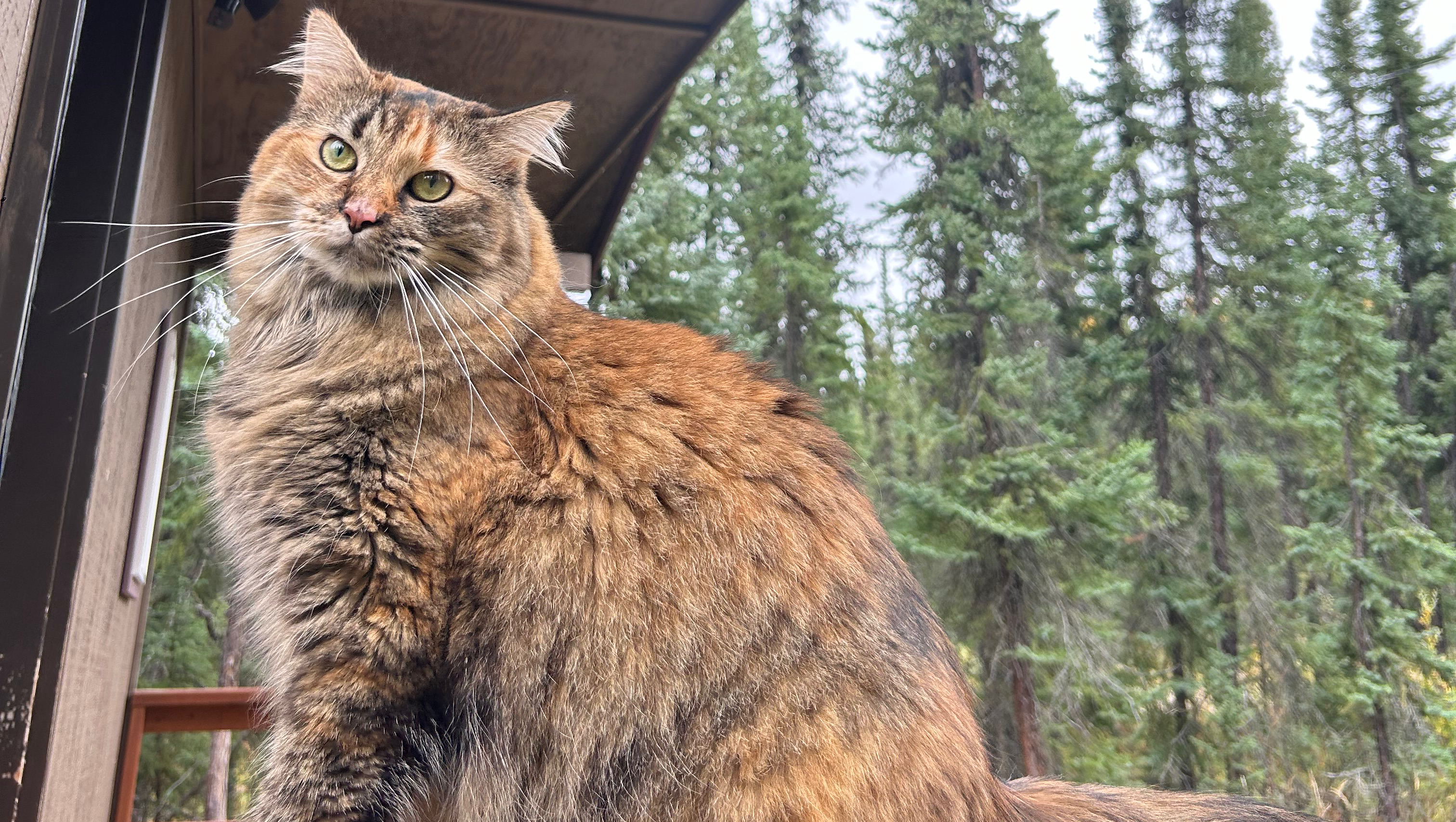 Fundraiser by Kaela Wigley : Help Tracy Get the Care She Needs