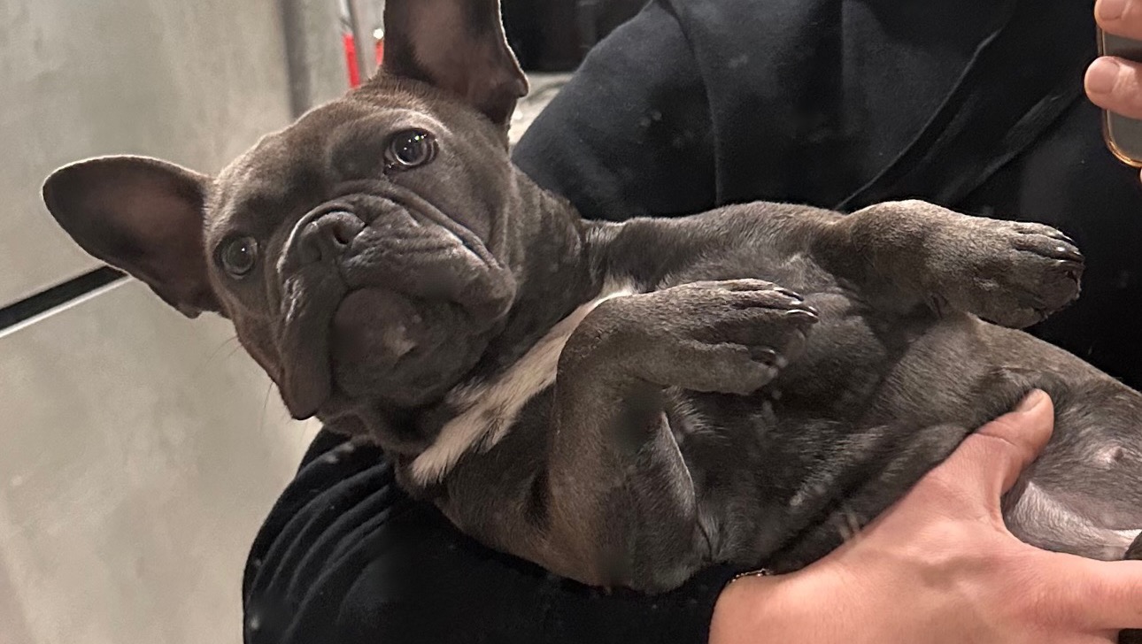 Fundraiser by Mathew Hamilton : Help Bring Lila Home: Reward for Safe ...