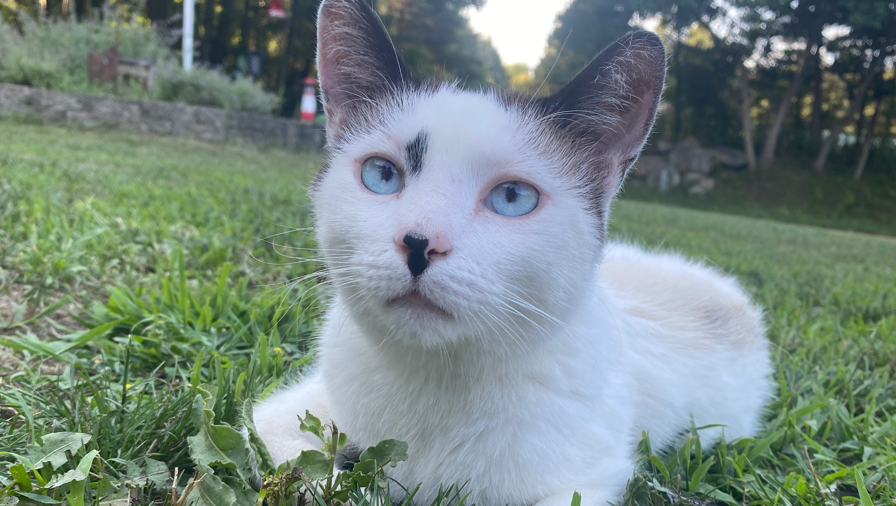 Fundraiser by Elizabeth VanBruggen : Help Casper Fight Kidney Failure