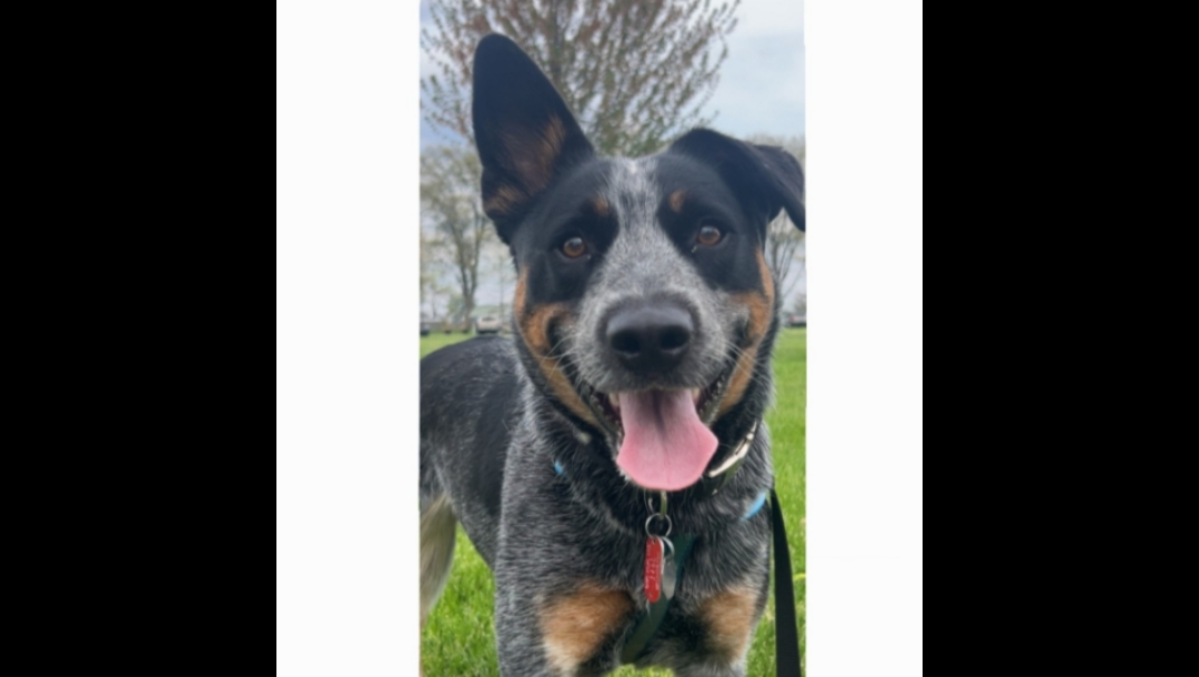 Fundraiser for Brianna Lipari by Stephanie Lipari : Help Bandit Recover ...