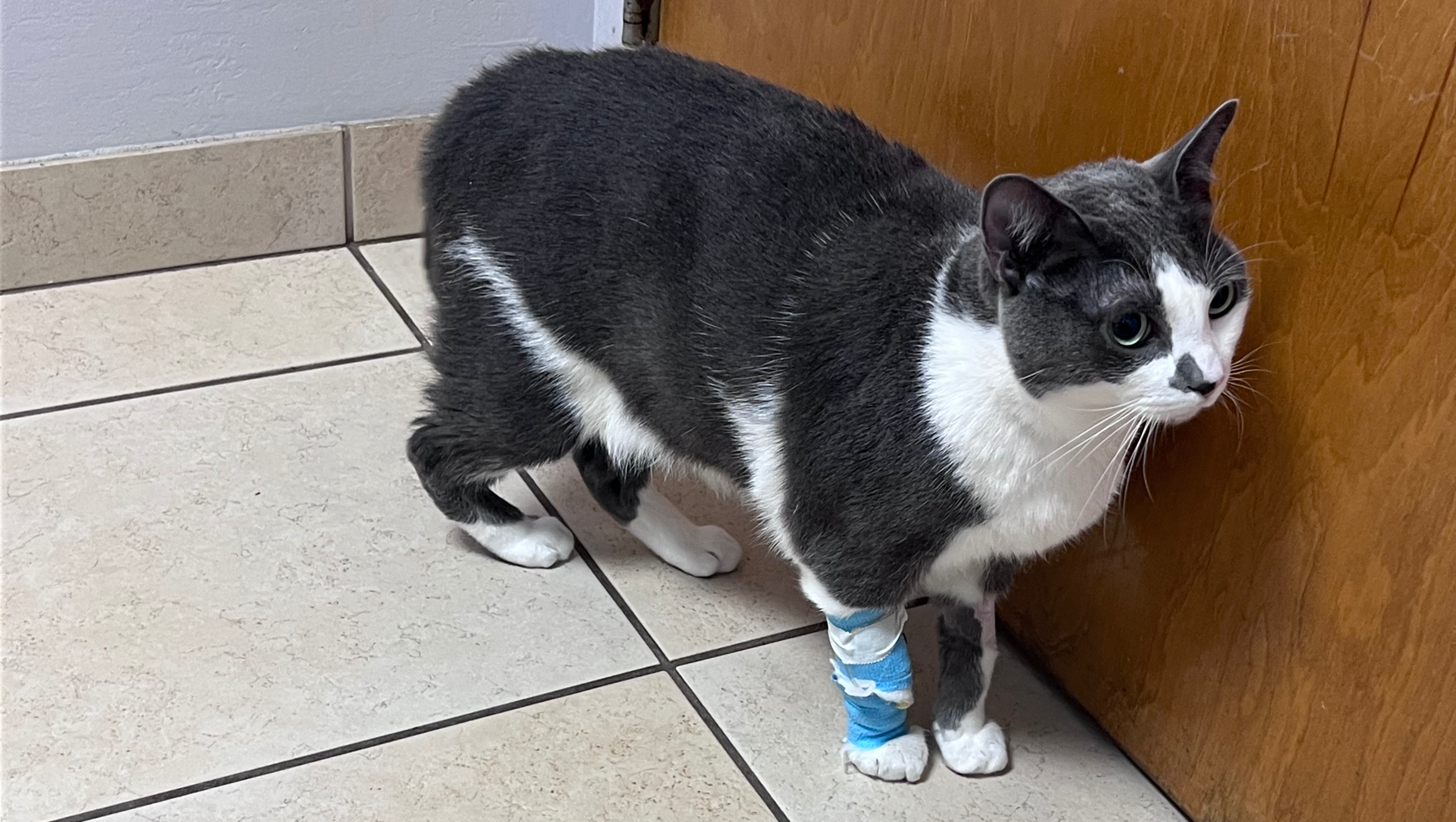 Fundraiser by Ali Choueiki : Help our beloved cat Bonnie with his ...