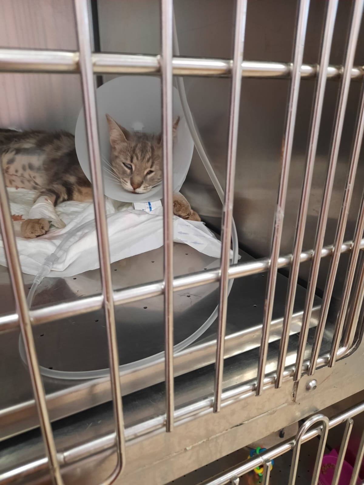 Fundraiser by Simona Sacchetti : Raccolta fondi per la gatta Chantal