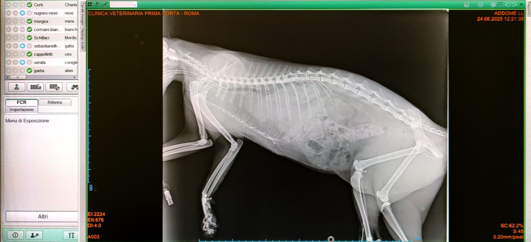 Fundraiser by Simona Sacchetti : Raccolta fondi per la gatta Chantal