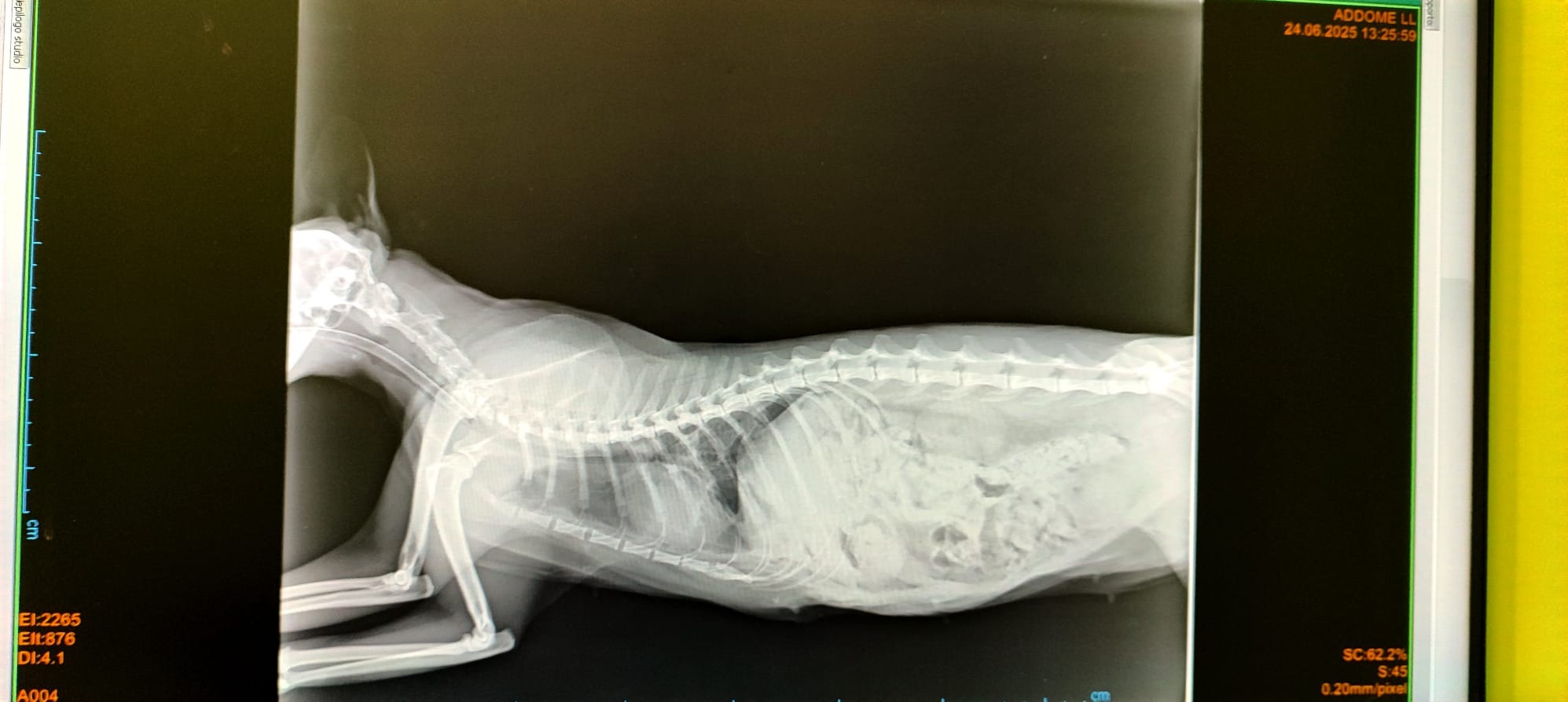 Fundraiser by Simona Sacchetti : Raccolta fondi per la gatta Chantal