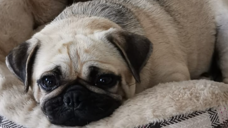 Fundraiser by Lucii Mills : Urgent Medical Requirements For My Poorly ...