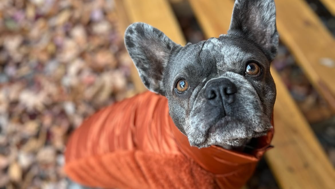 Fundraiser by Logan Brenker : Help Hendrix Find Answers To a Recent ...