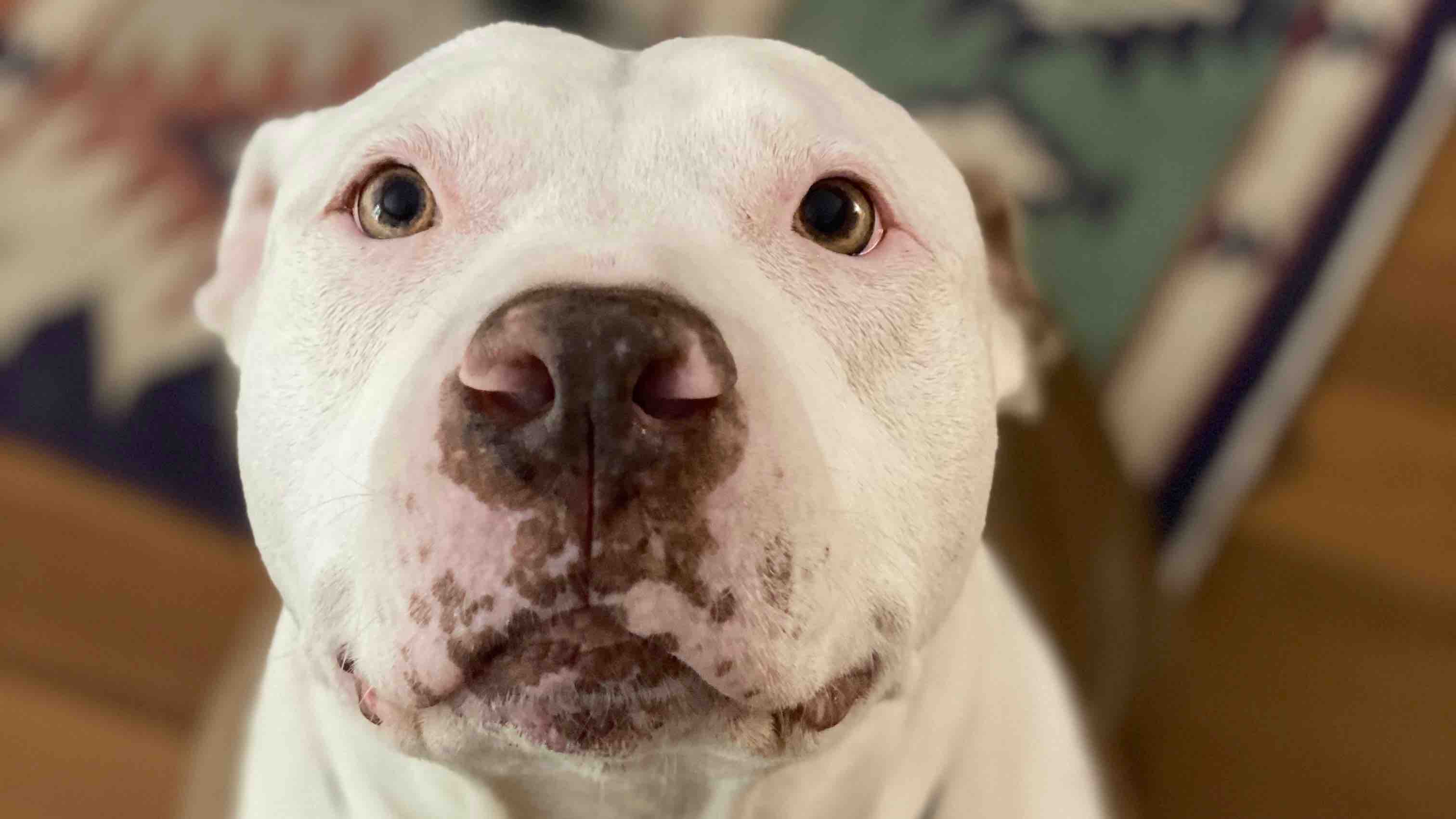 Fundraiser by Robert Pecora : Ice's Osteosarcoma Fight: Please Help ...