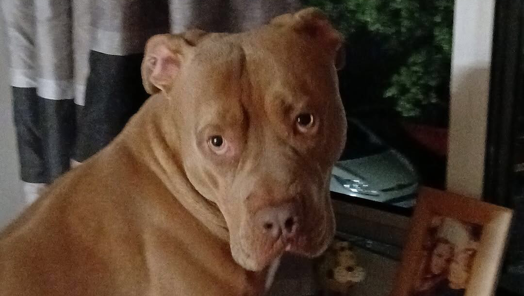 Fundraiser by Kerry Phillips : Help save Rupert from being put to sleep