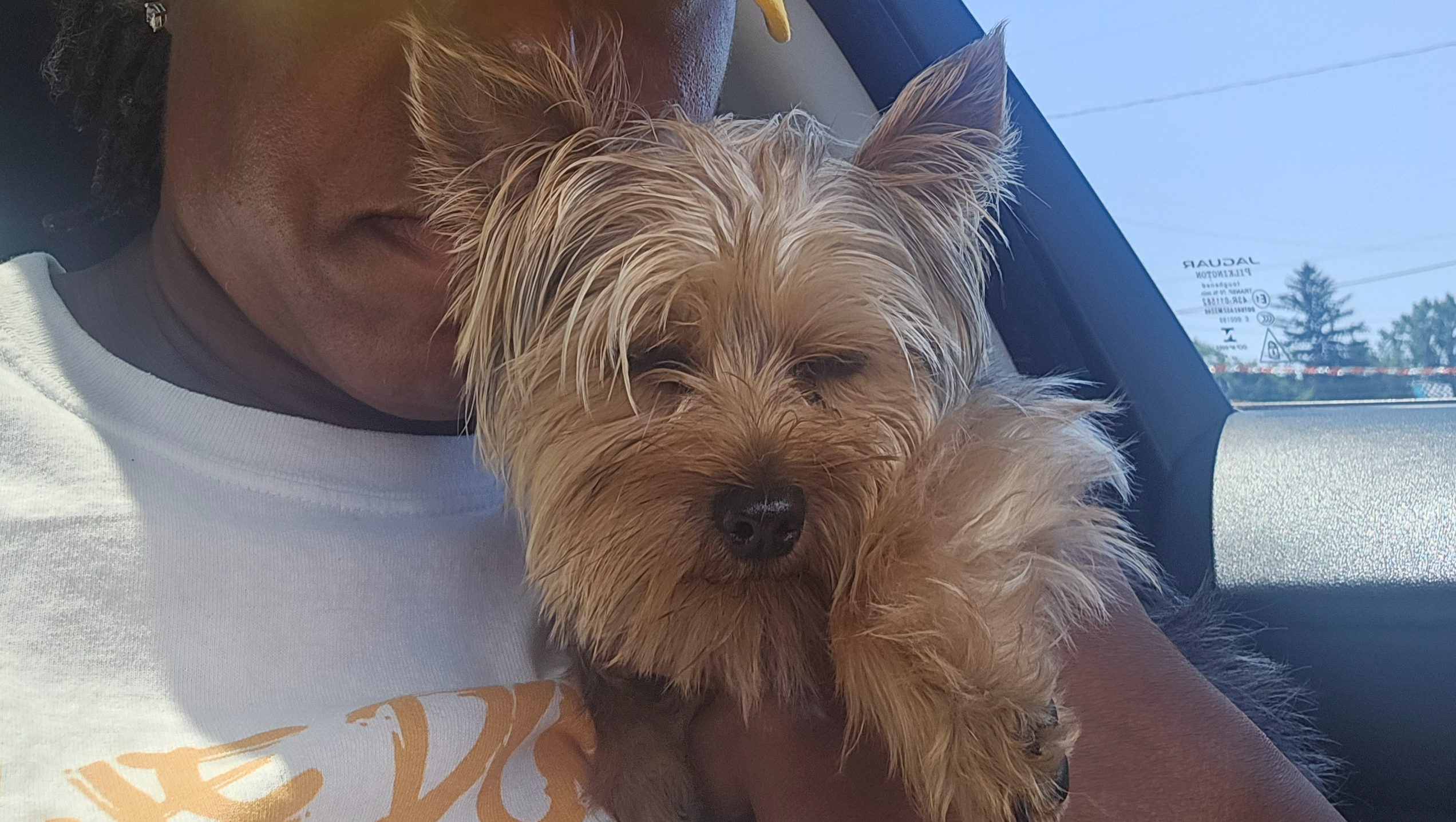 Fundraiser by Sabrina Gore : Please help with Puff Daddy's surgery