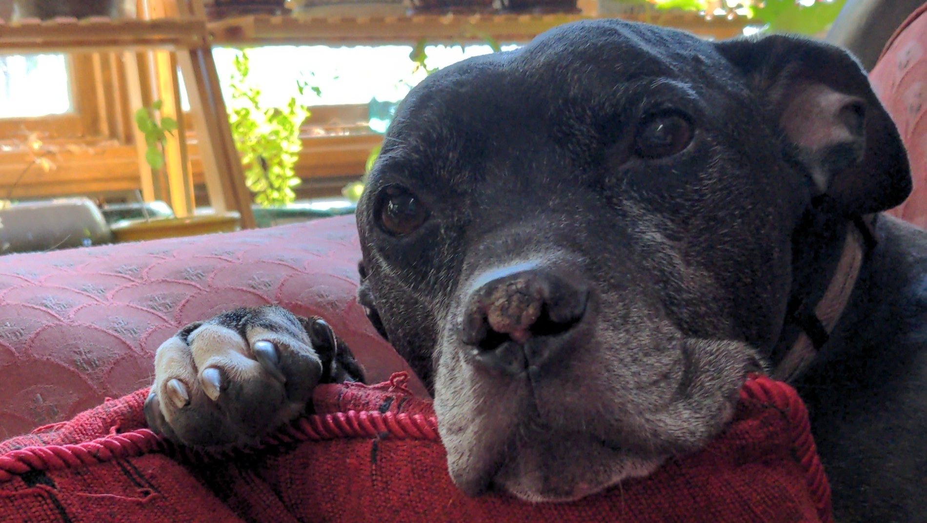 Fundraiser by Samuel Wesley : Support Buddy's Cancer Treatment