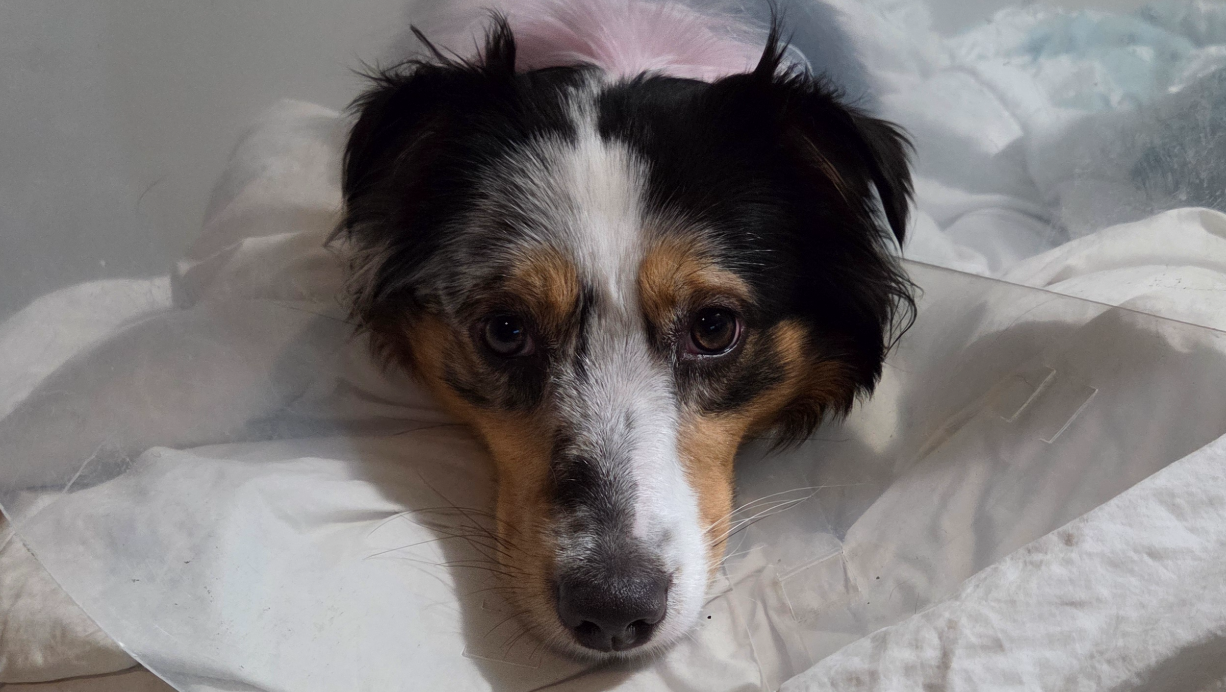 Fundraiser by Addison Curry : Help Honey Overcome Heartworm Disease