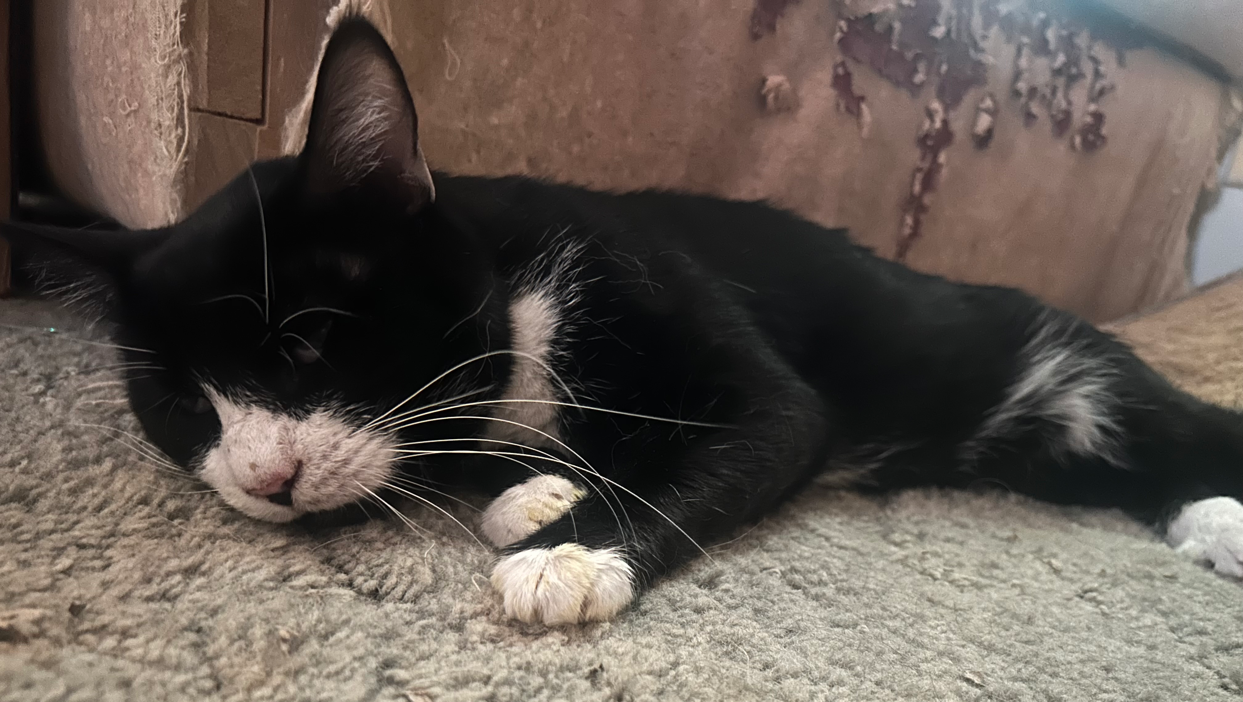 Fundraiser for Brooke Tilton by Megan Lee : Urgent Vet Care for Beloved ...