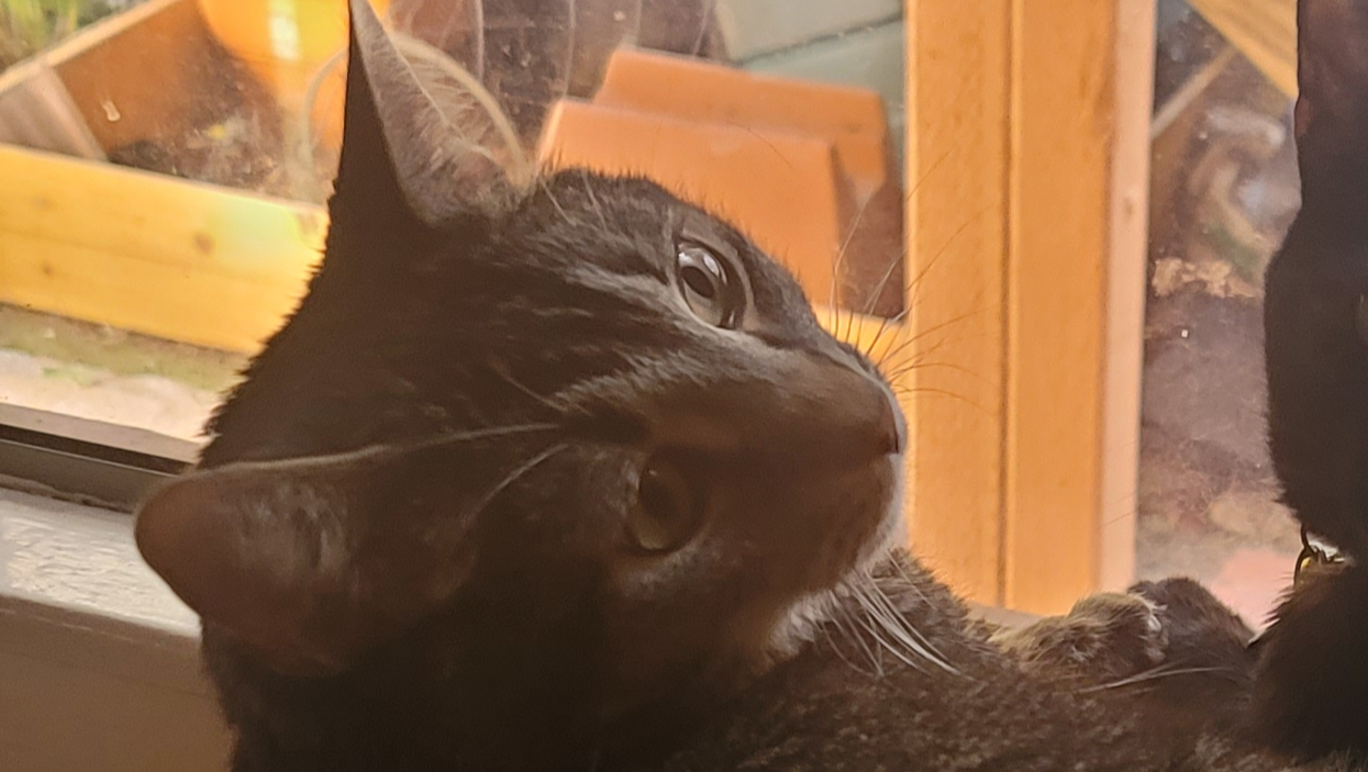 Fundraiser by abigail barron : Urgent: Jack Needs Life-Saving Vet Care