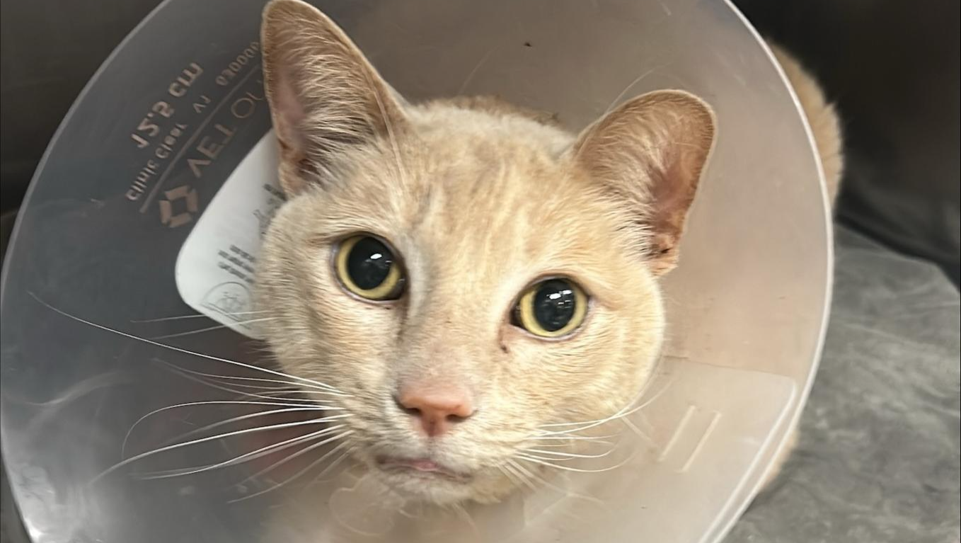 Fundraiser by Luis Cornejo : Support Waffle's Journey to Recovery