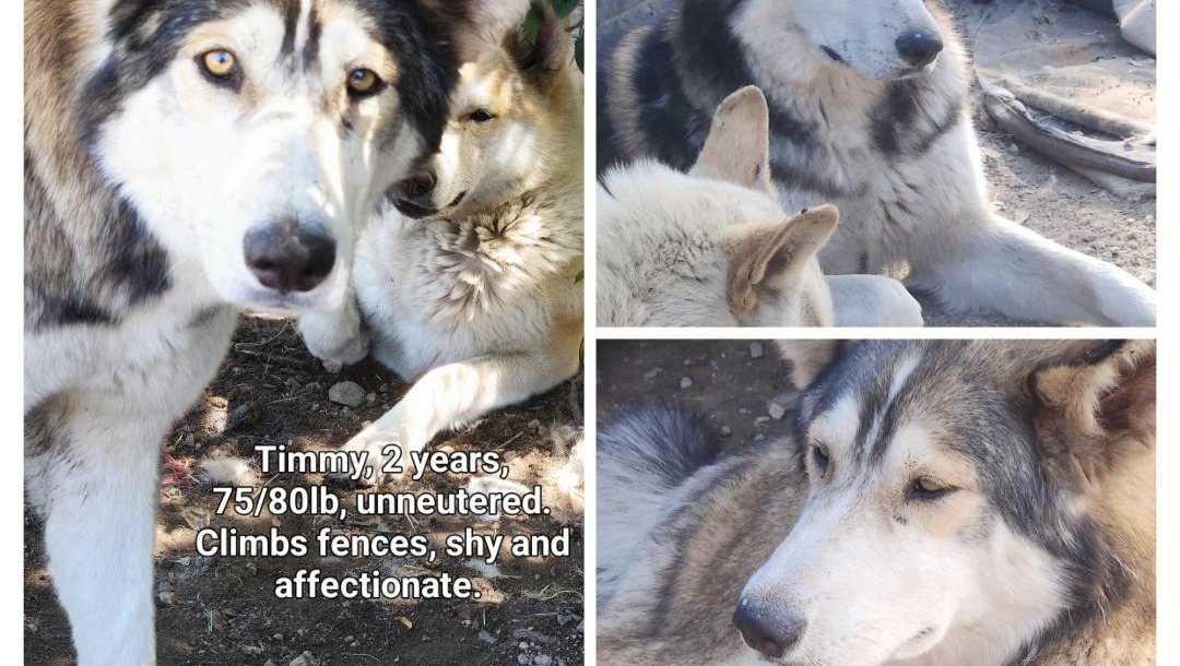 Fundraiser for Arleen Christine Roverer by Yvonne Spinks : Save 12 Dogs ...