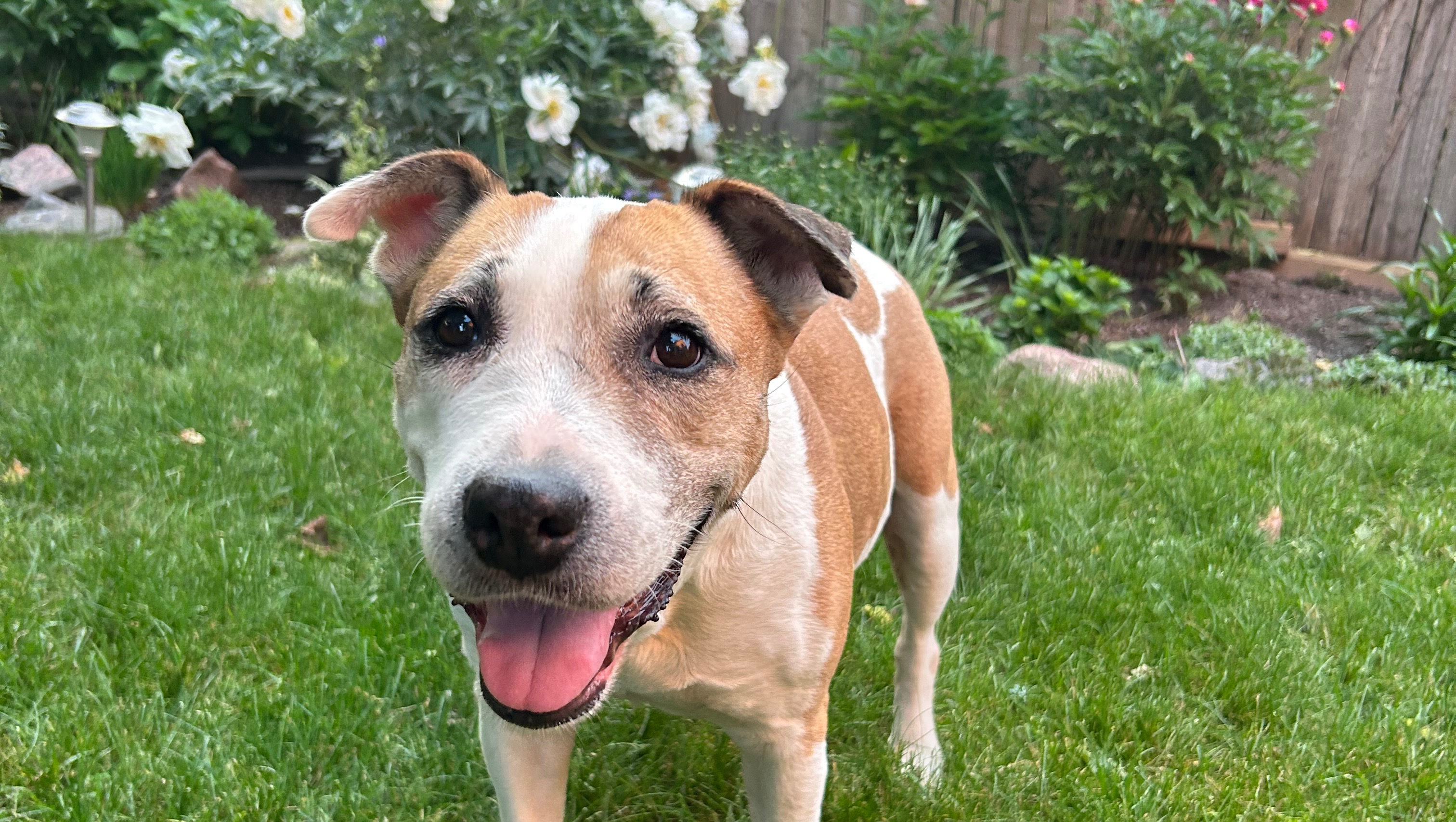 Fundraiser for Rachel MacFarlane by Nicole Macfarlane : Support Potato ...