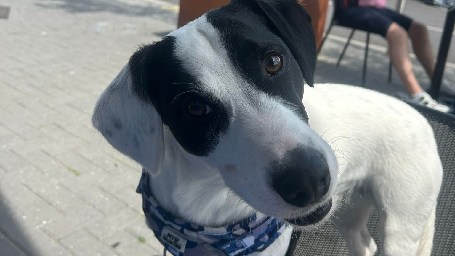 Fundraiser for Bailei Mead by Karen Whitlock : Help Bruno