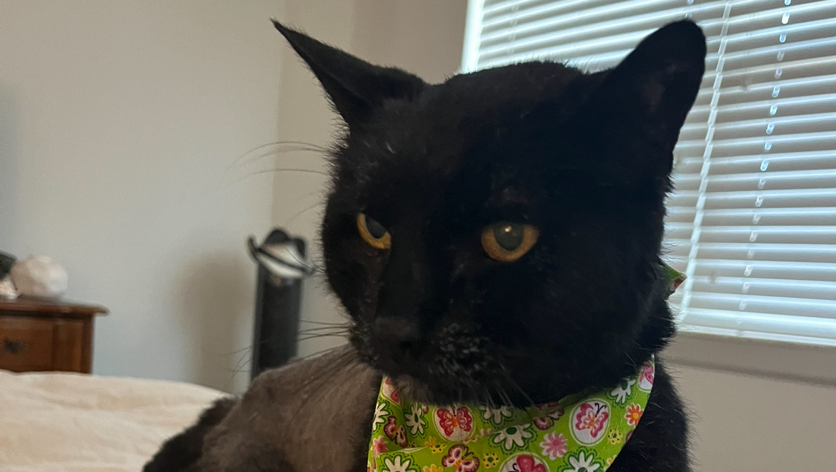 Fundraiser by Alison Templin : Help Stevie Nicks the Cat Fight Kidney ...