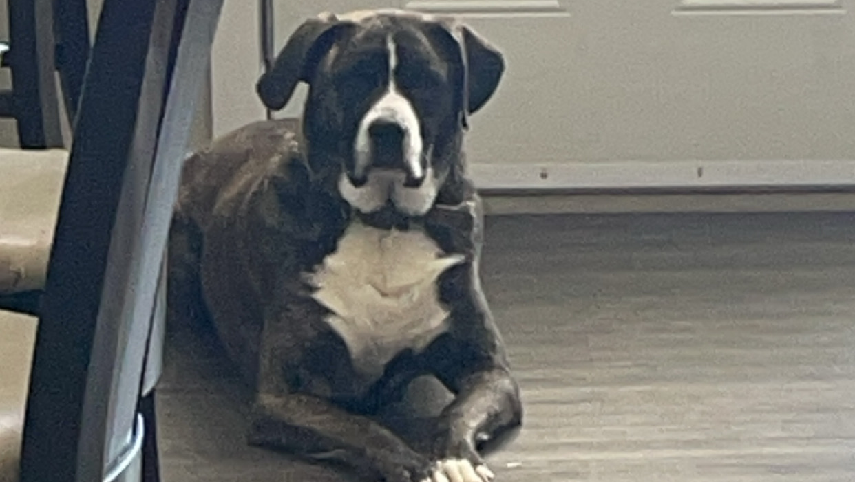 Fundraiser by Tara Patterson : Keep Remi alive