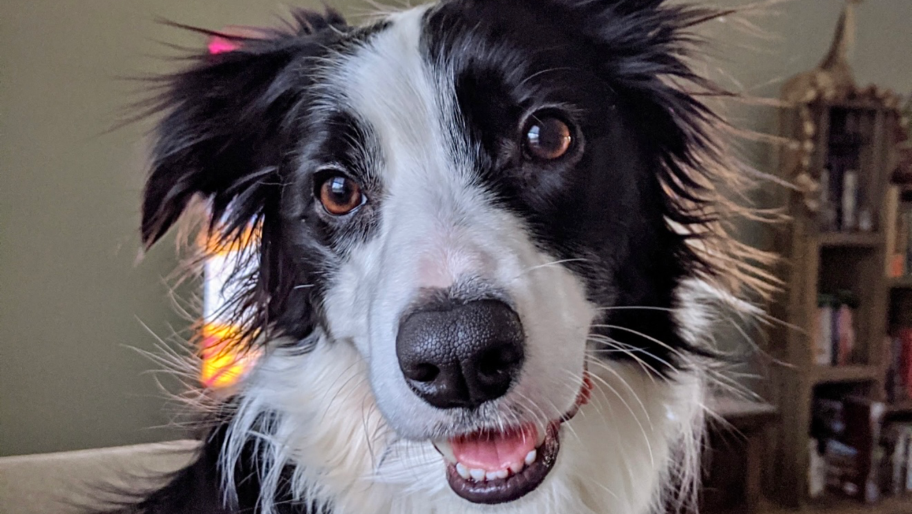 Fundraiser by Amber Estep : Rolling Forward: Support Minnie’s New Life ...