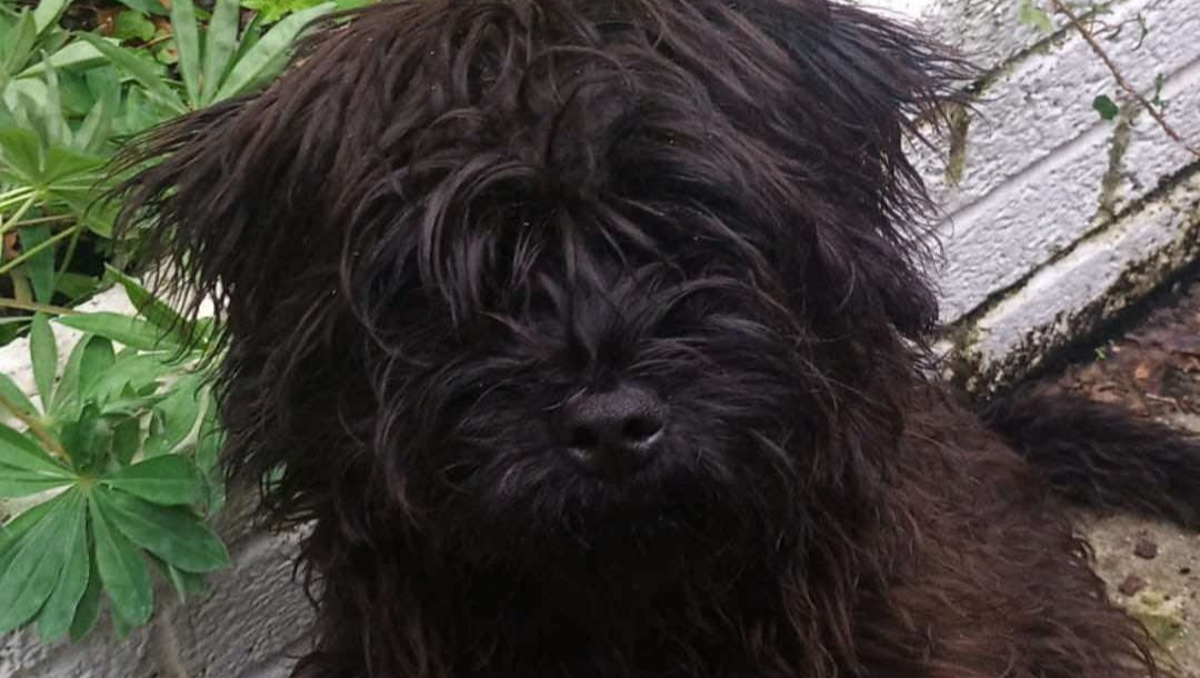 Fundraiser for Danielle Magee by Friends Of Rescue : July Furbabies