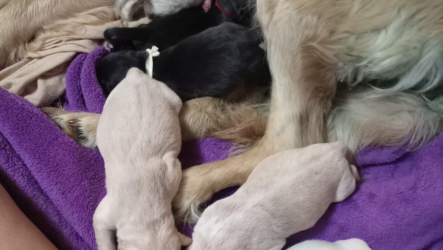 Fundraiser by Tracy Engle : Help Stacey Save Remi and Her Puppies