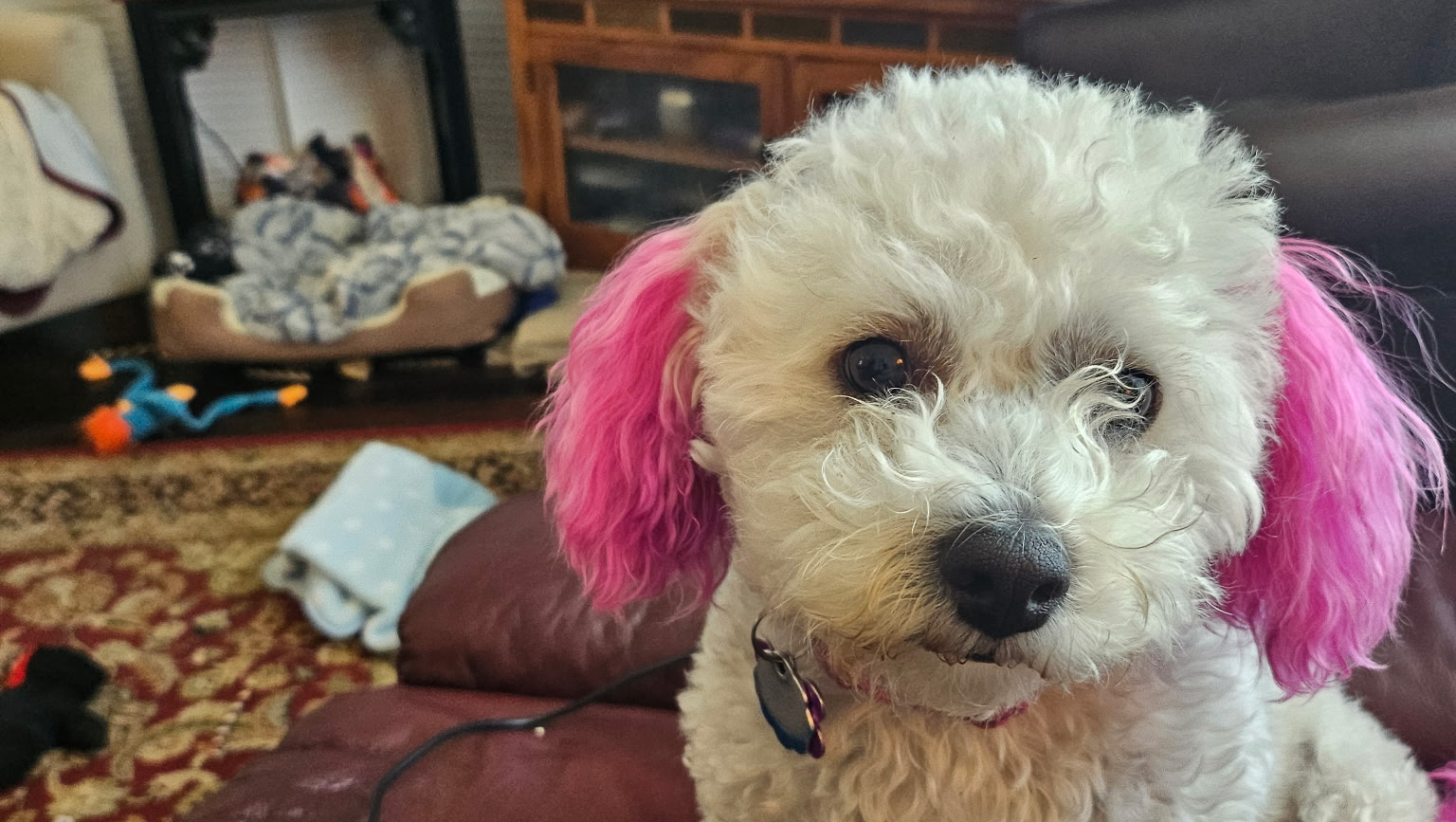 Fundraiser by Amanda Hatcher : Give Daisy the Chance to Live Without Pain