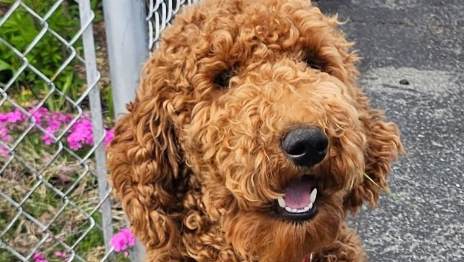 Fundraiser by David Ballah : Urgent Care for Benji: Surgery Fundraiser