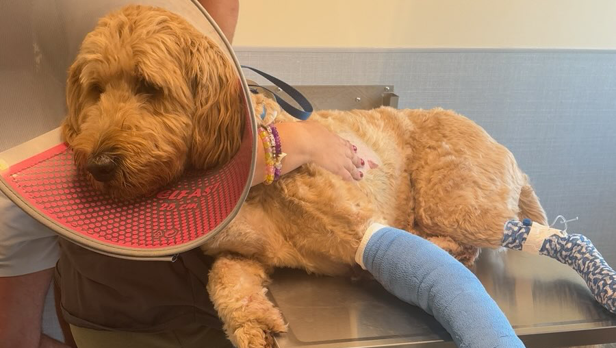 Fundraiser by Abbigail Bland : Max Needs Us: Assist with Surgery Costs