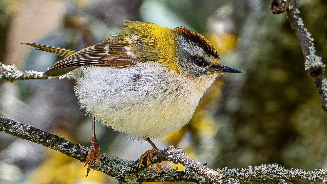 Fundraiser for Mark Begg by Sally Reid : Mark Begg Scottish Birder ...