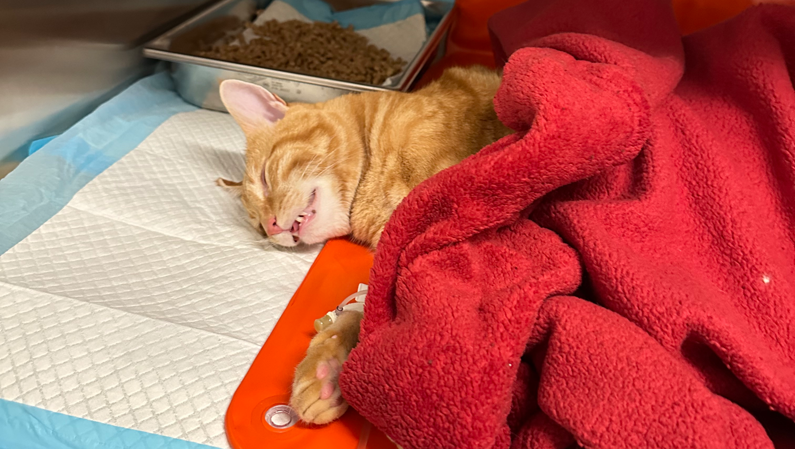 Fundraiser by Ashley P : save Leo : Help Fund his Life-Saving Treatment
