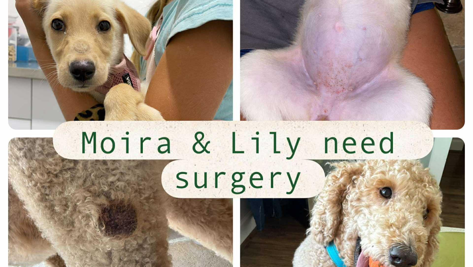Fundraiser by Kathleen Boyle : Lifesaving surgery for Moira & Lily!