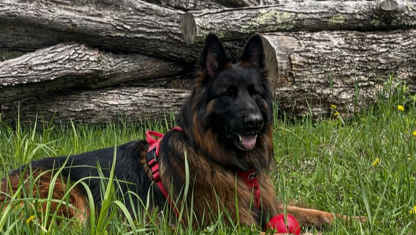 Fundraiser by Charles Bloom : Huntley needs surgery to remove his ...