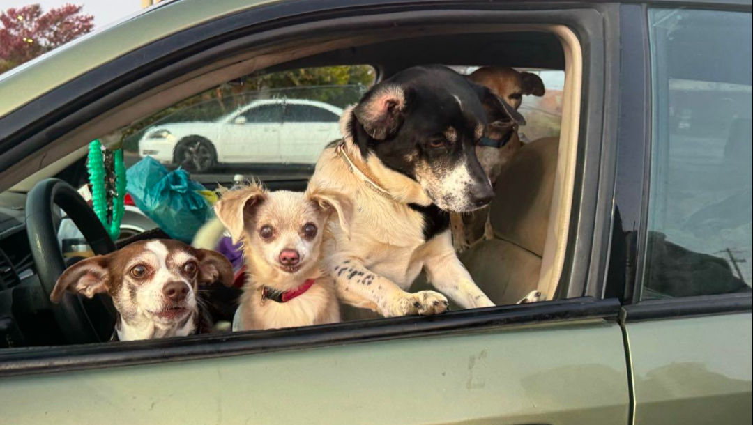 Fundraiser by Kelley Jo Skinner : Support Joseph & His Pups!