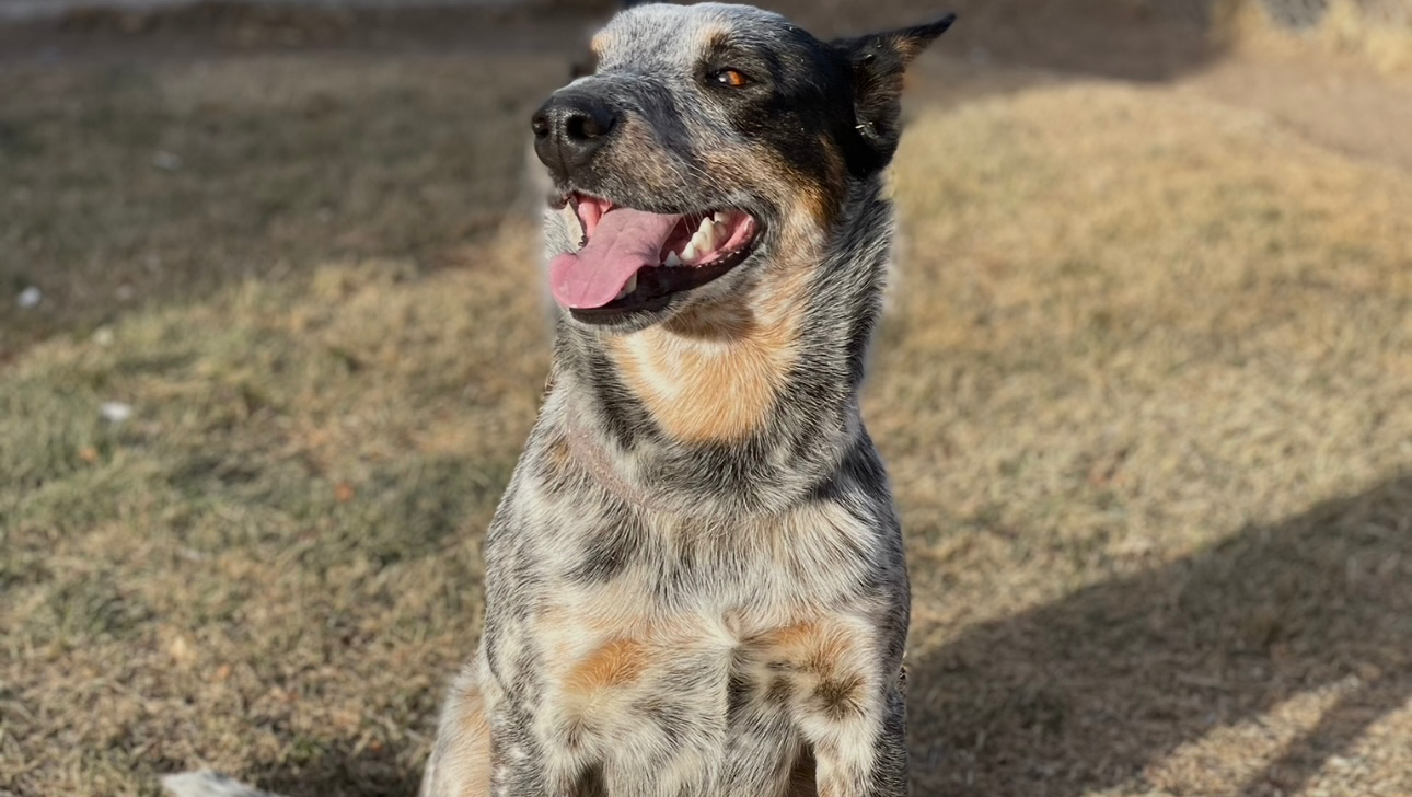 Fundraiser by Edwin Lozoya : Donate for Klaus's Emergency Vet Surgery