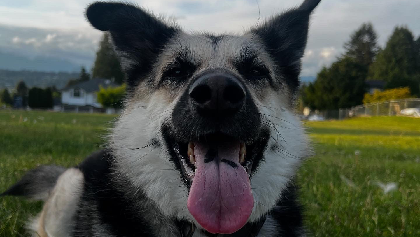 Fundraiser by Jessica Skews : Keep Freya Alive!!