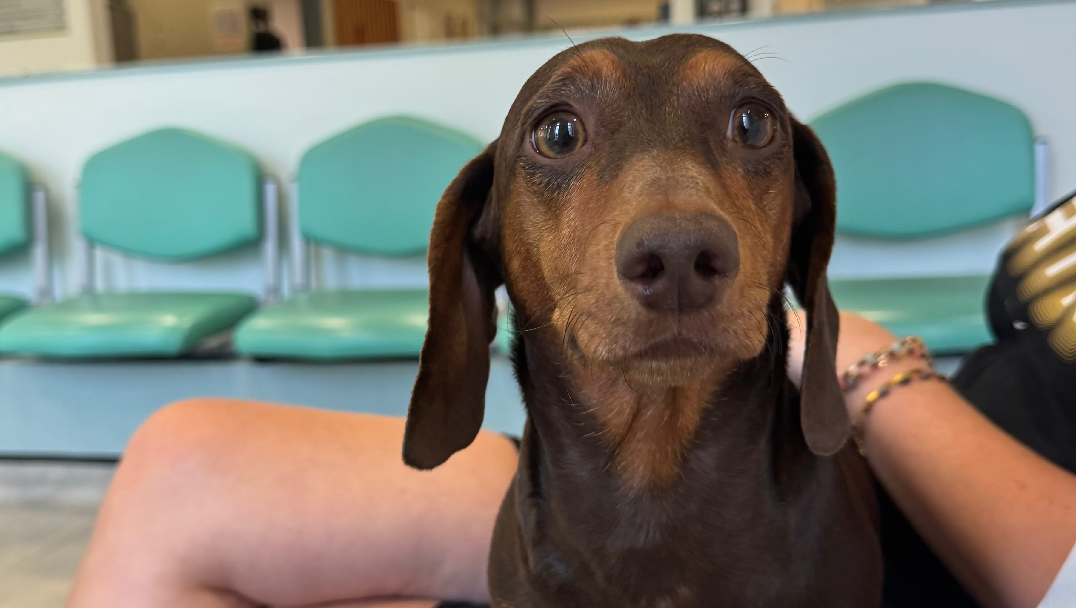 Fundraiser by Sarah Gerber : Milo ivdd recovery