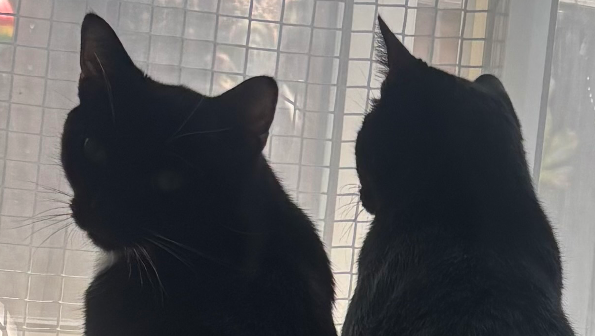 Fundraiser for Holly Claire Rudman by Sara Lee : Pay Amon’s emergency ...