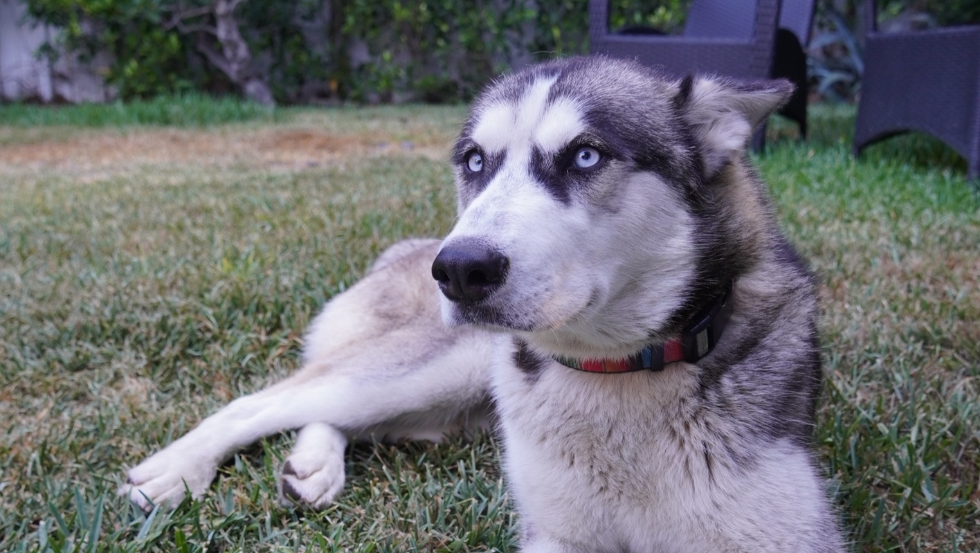 Fundraiser by Carolina Cora : Join Bella's Path to Health and Happiness