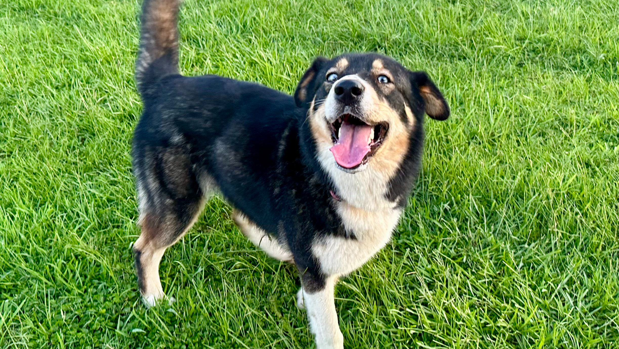 Fundraiser by Mary Meares : Help Dottie Get Life-Saving Heartworm Treatment