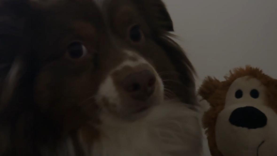 Fundraiser by Cierra Buckner : Support Niko’s Urgent Surgery and Recovery