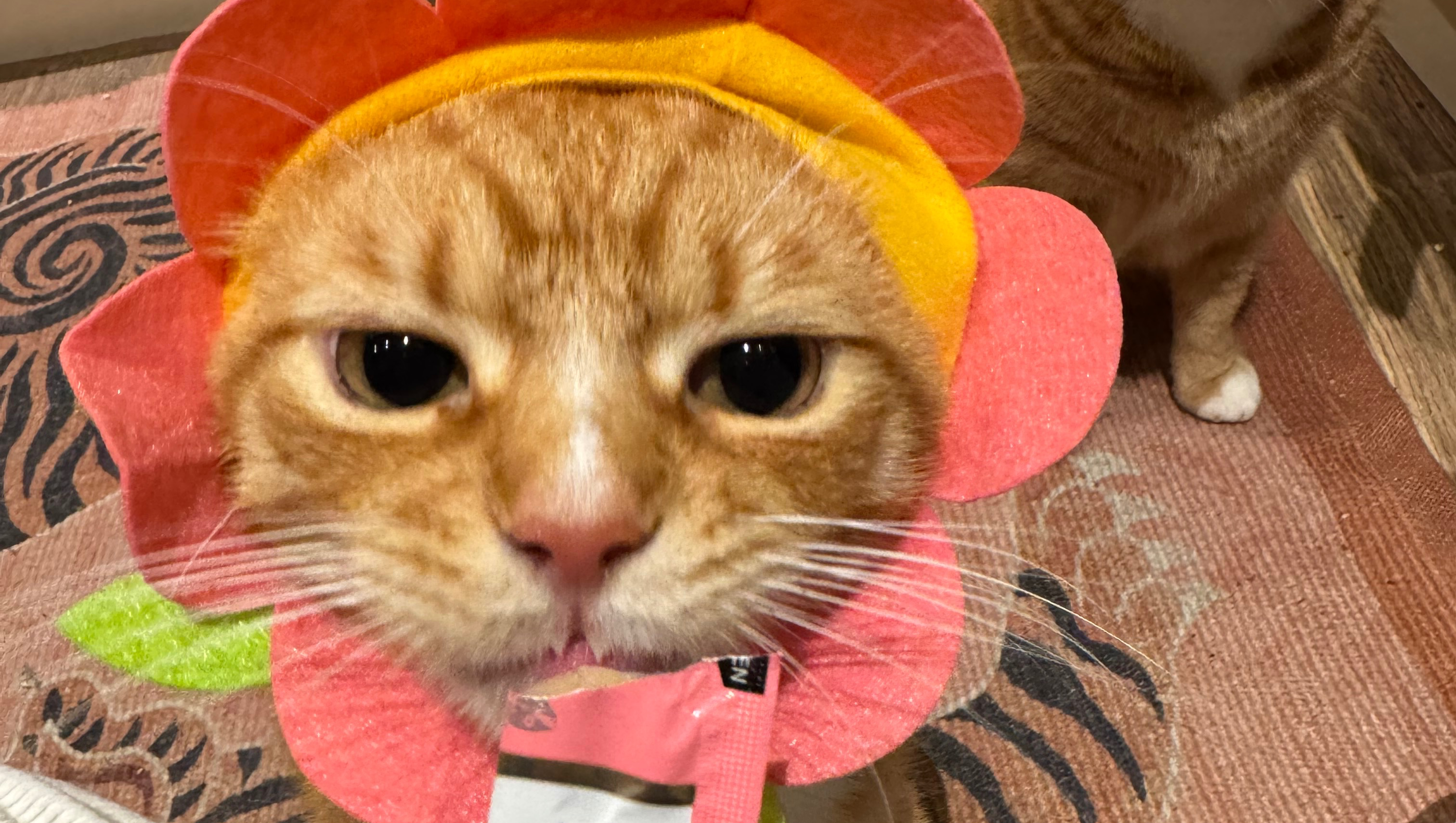 Fundraiser by Stephanie Thompson : Seven Summits for Cats!