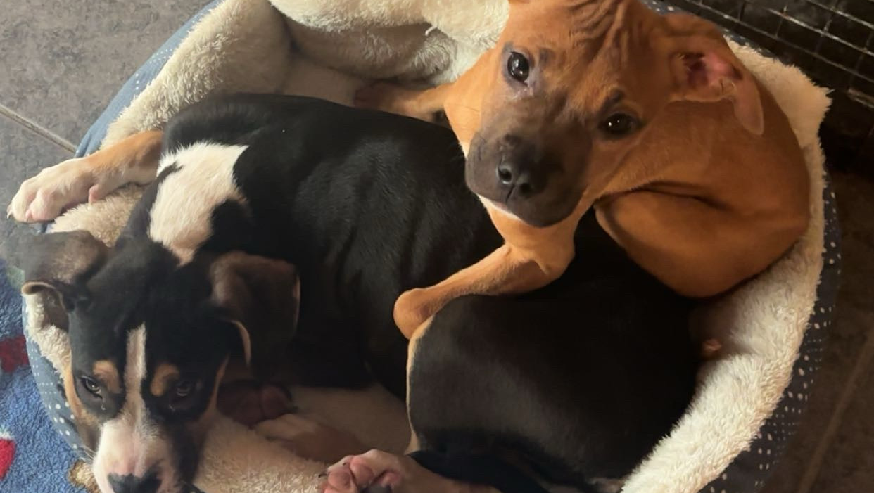 Fundraiser by Jason Ali : Help Lucy & Calvin Survive Parvo