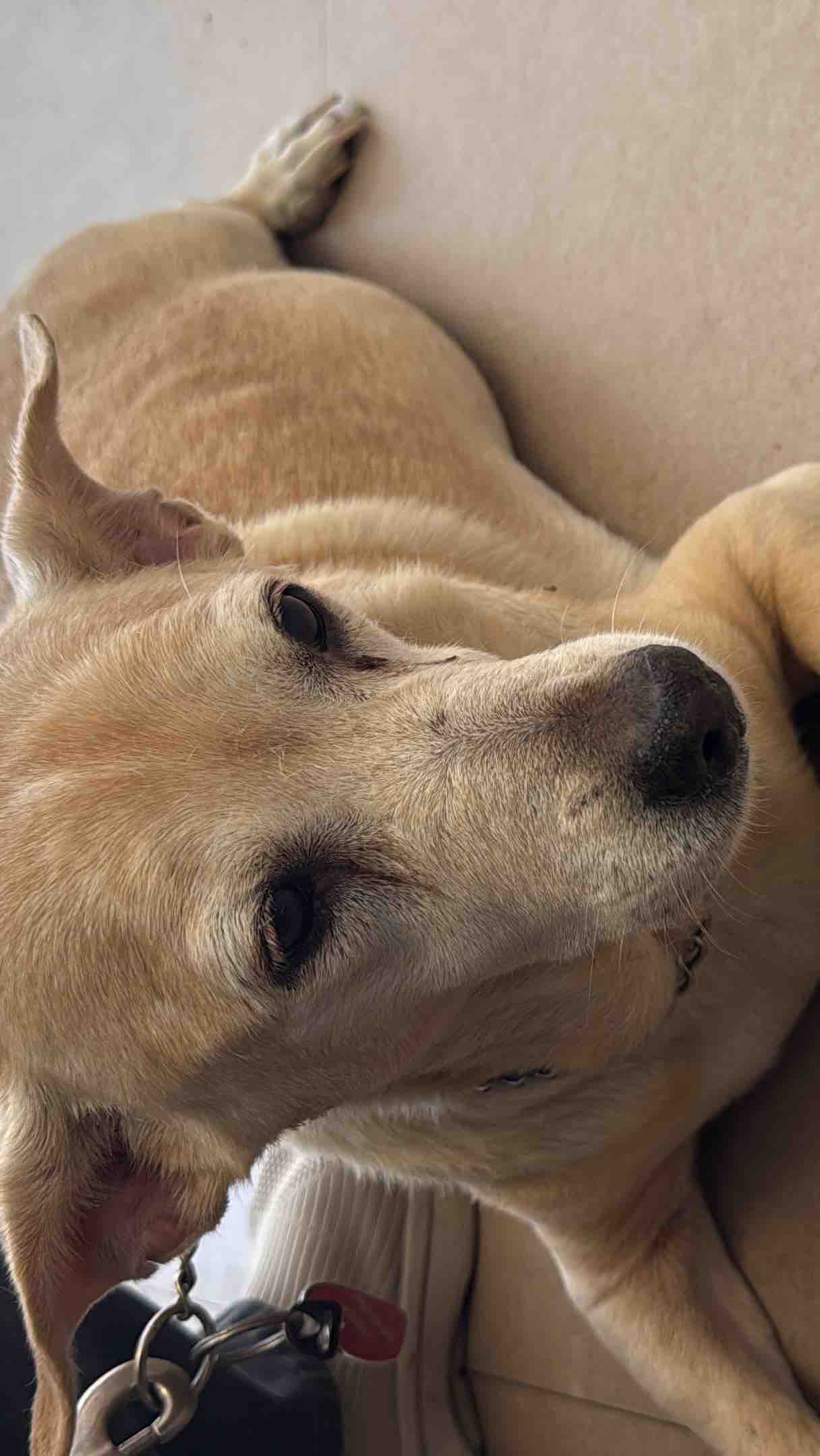 Fundraiser by Jm Molina : Help Save Snoopy – A Lifeline for a 79-Year ...