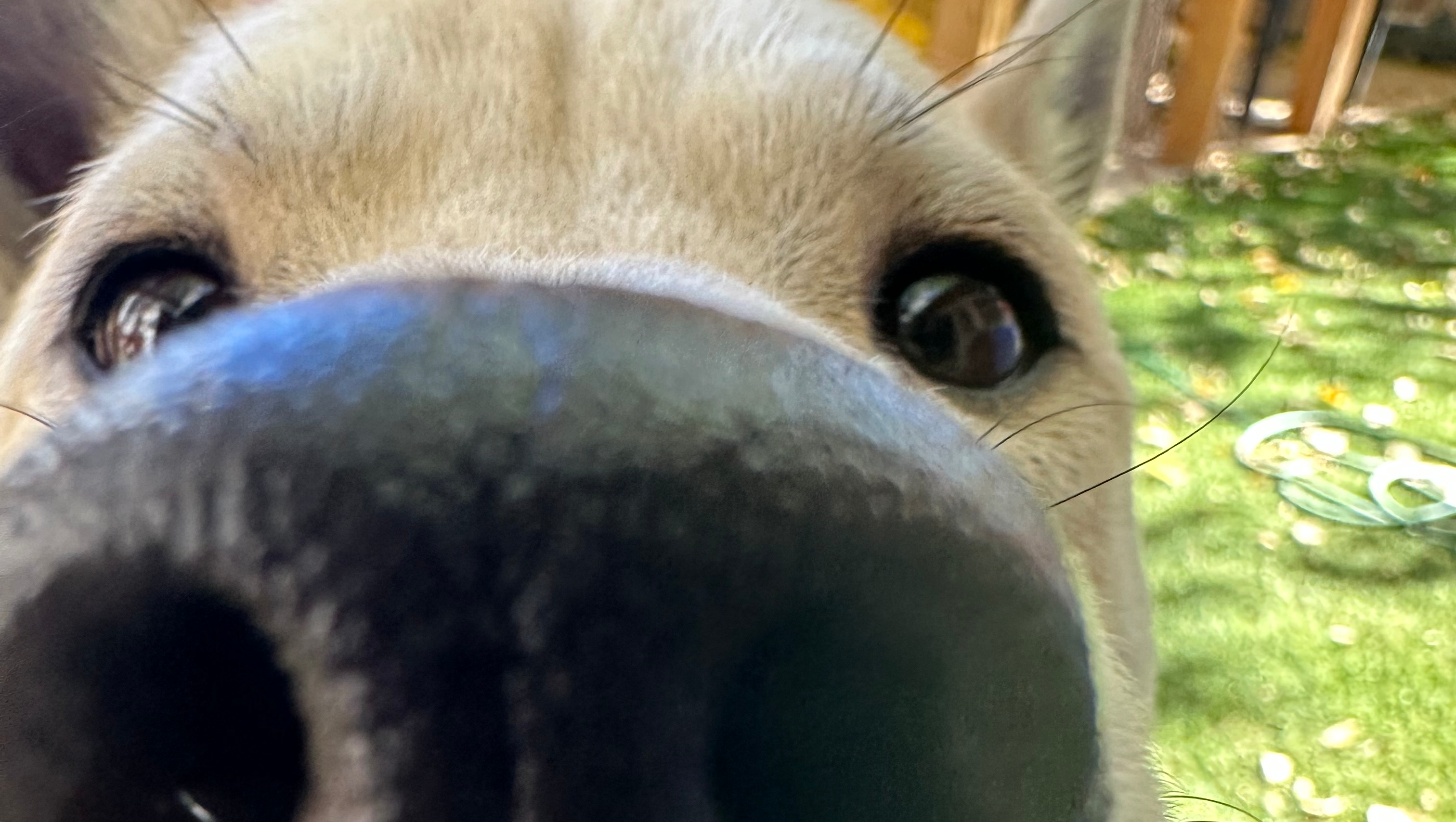 Fundraiser by mara harris : Help Mara, Colton, and Chopper move to Utah