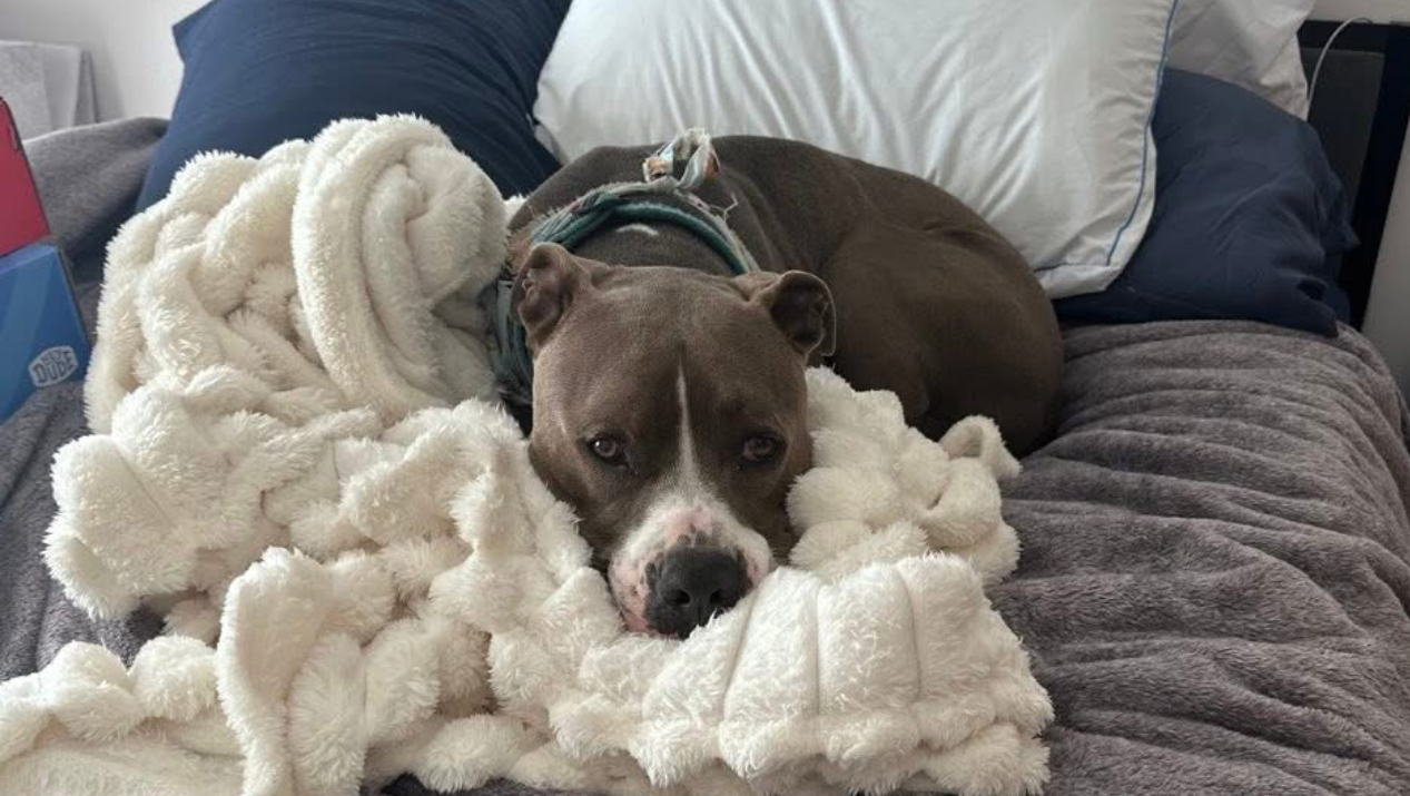 Fundraiser by Abby Ellison : Help Abby's Parents Recover from Tragic Loss